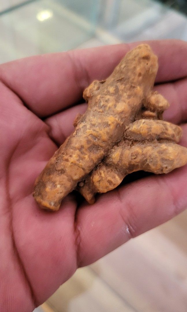 KUNYIT DAN HALIA JADI BATU, Hobbies & Toys, Collectibles & Memorabilia ...