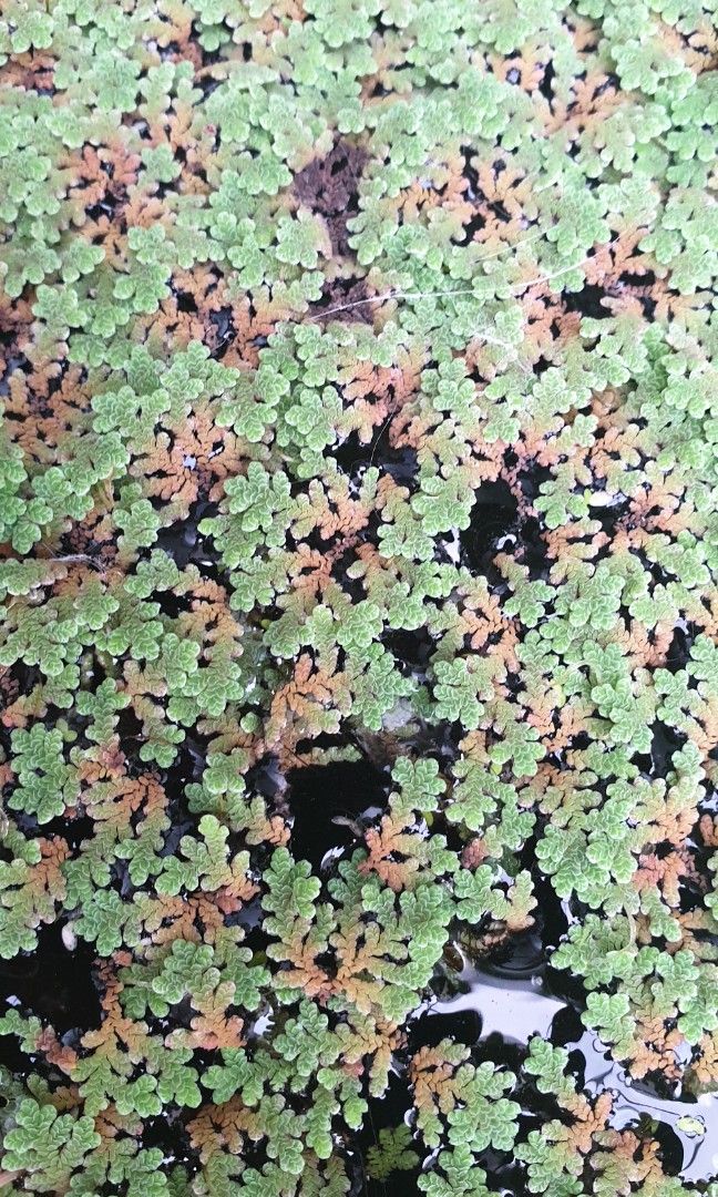 Mosquito Fern floating plant, Azolla, Furniture & Home Living ...