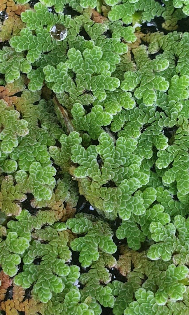 Mosquito Fern floating plant, Azolla, Furniture & Home Living ...