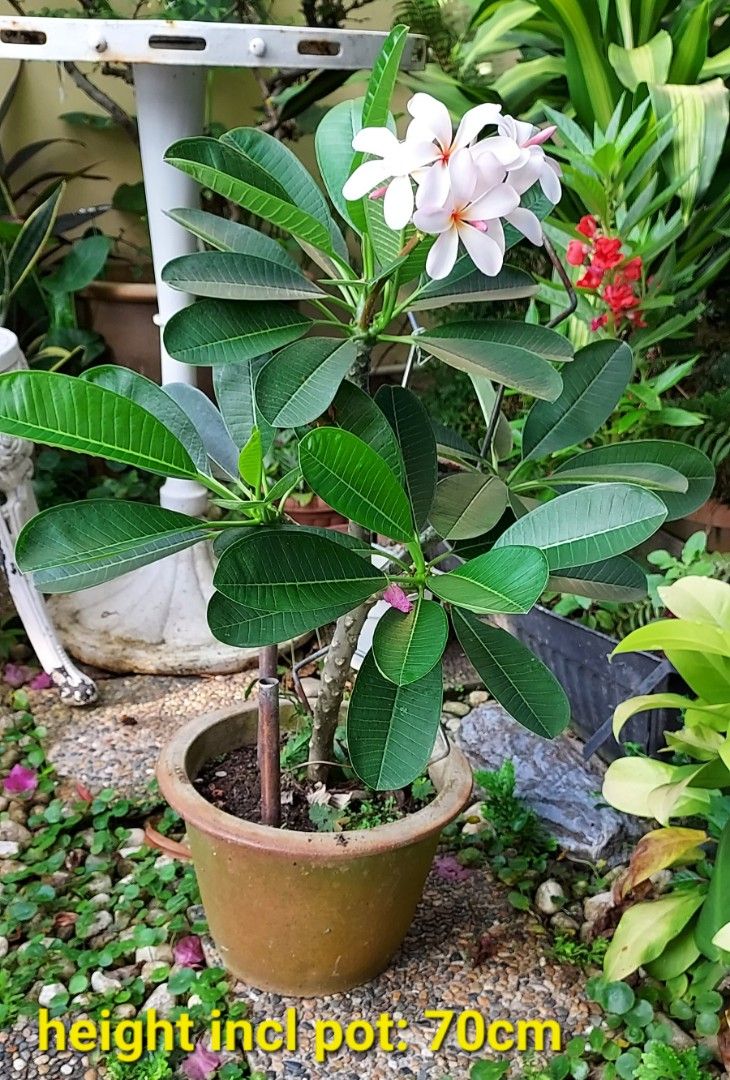 Nice Singapore Dwarf frangipani/ plumeria,, Furniture & Home Living ...