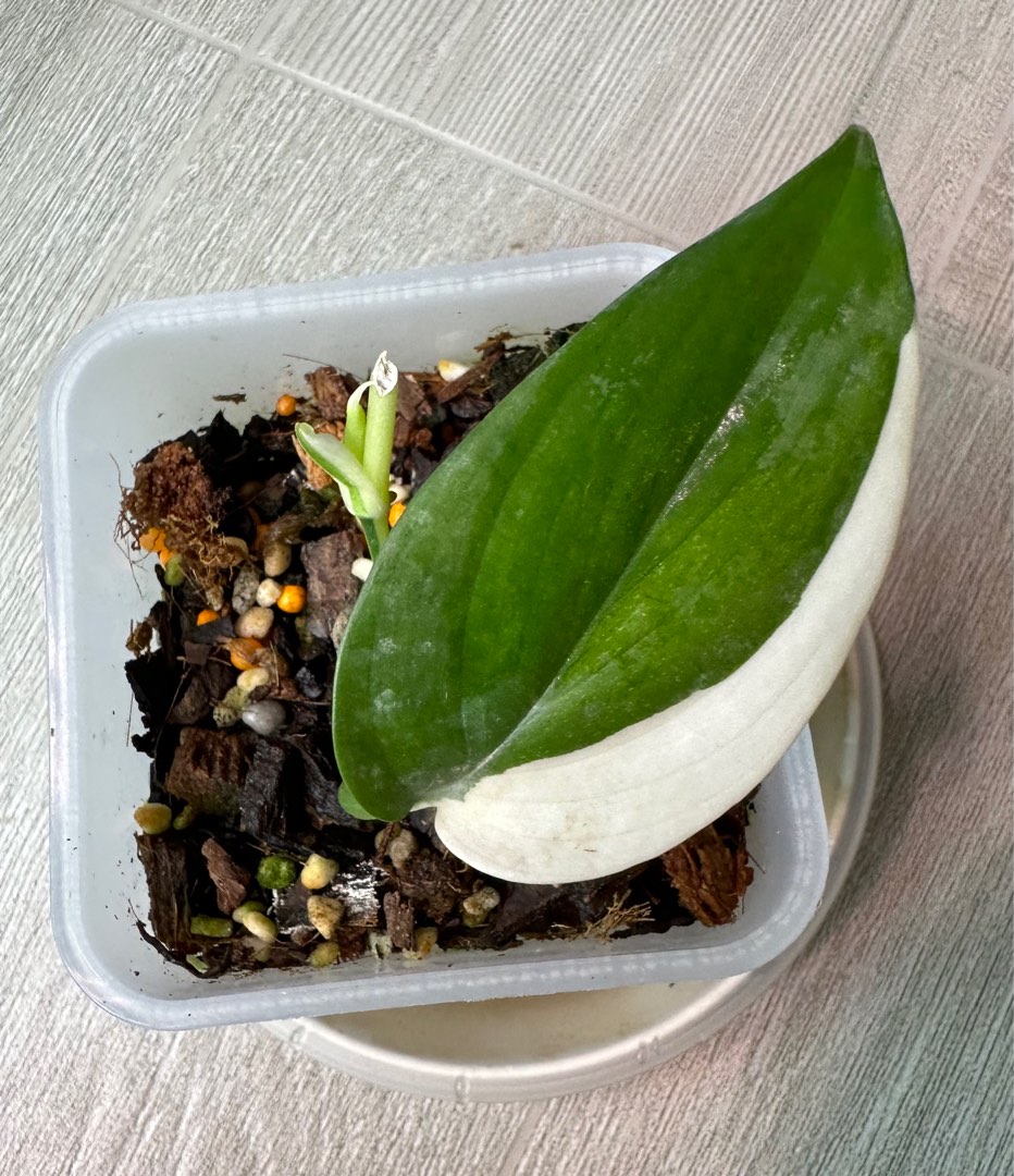 Scindapsus Hederaceus Variegated, Furniture & Home Living, Gardening ...