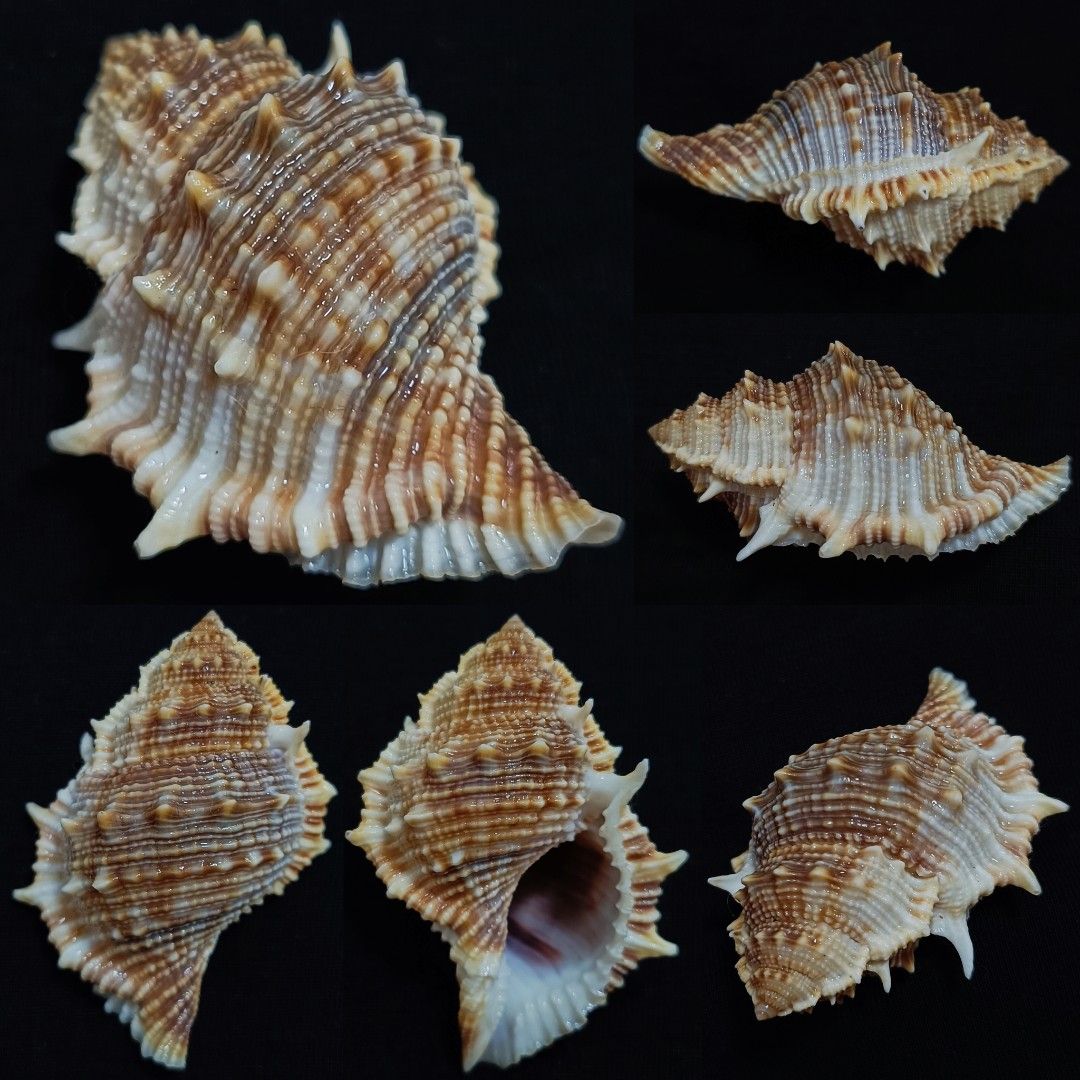 Seashell Frog Shell (Extra Dark and Super Spiny), Hobbies & Toys ...