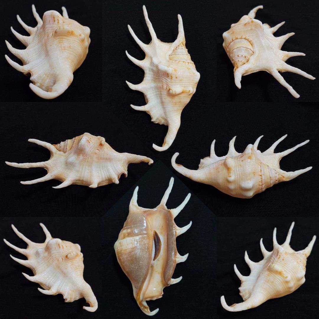 Seashell - Spider Conch (Long Spines), Hobbies & Toys, Memorabilia ...