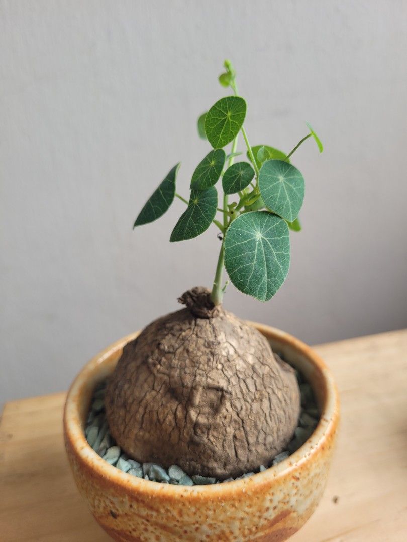 Stephania erecta, Furniture & Home Living, Gardening, Plants & Seeds on ...