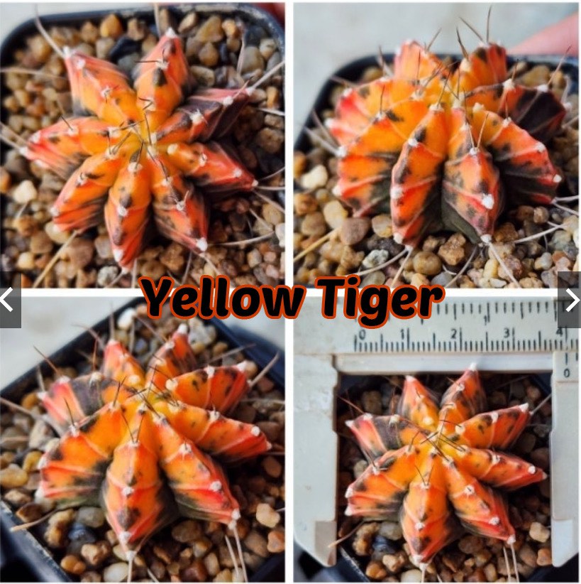 Yellow Tiger cactus, Furniture & Home Living, Gardening, Plants & Seeds ...