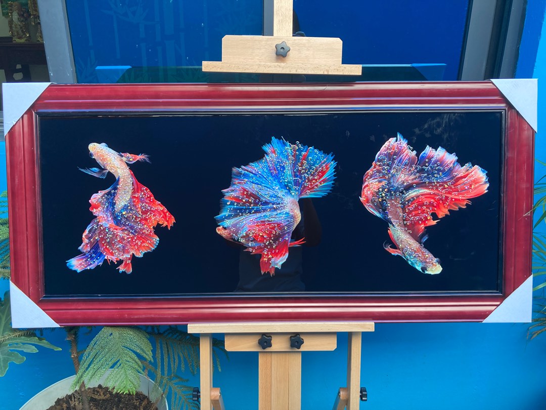53x112cm Beta Fish Wall Frame w/ Diamond Design, Furniture & Home ...