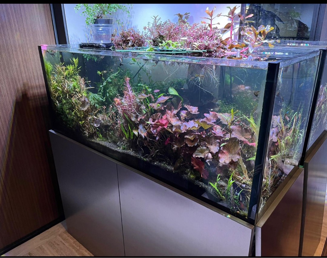 Freshwater Marine spec aquarium tank , Pet Supplies, Homes & Other Pet ...