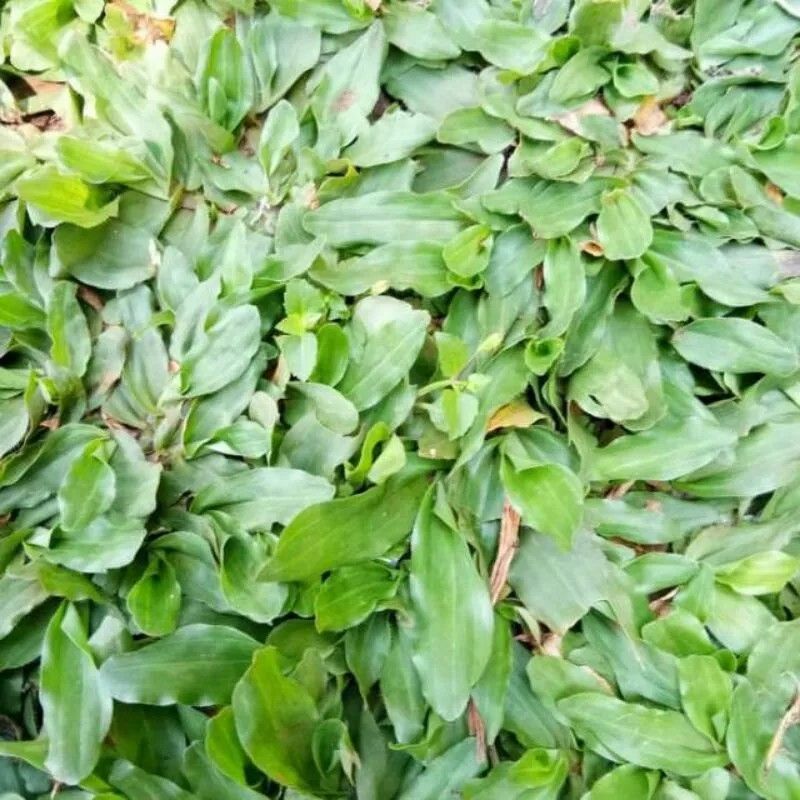 Jual Rumput Gajah Mini 081343640044, Perkebunan di Carousell