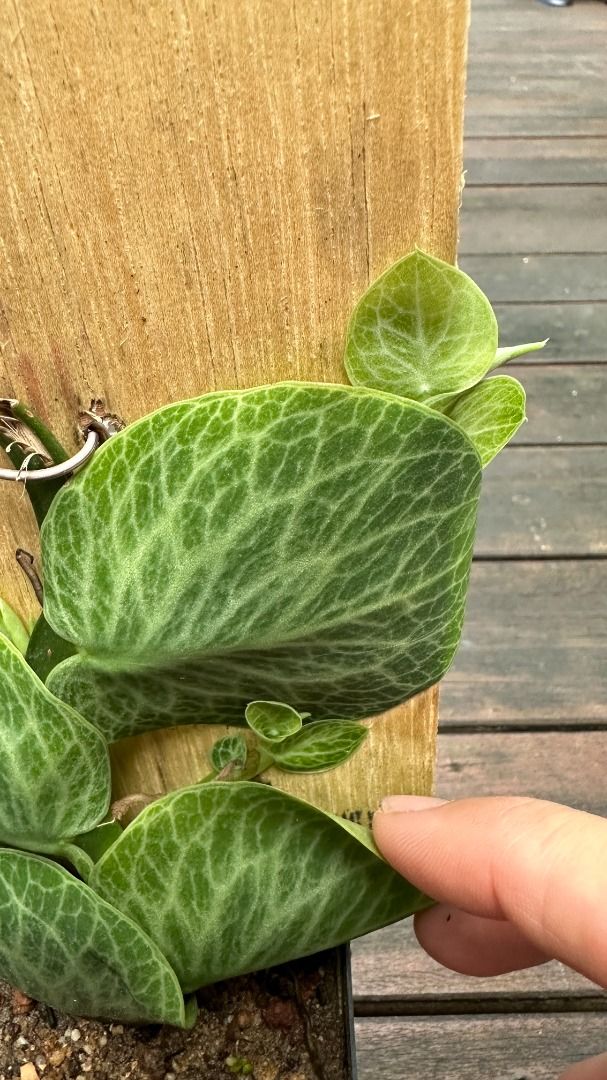 Rhaphidophora Cryptantha (Shingle plant), Furniture & Home Living ...