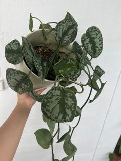 Scindapsus Long Vine, Furniture & Home Living, Gardening, Plants ...