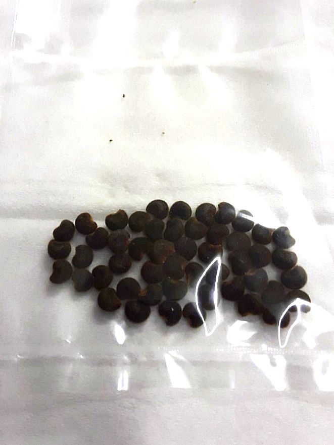 Seeds of Sunset Hibiscus. (50 seeds), Furniture & Home Living, Gardening, Plants & Seeds on ...