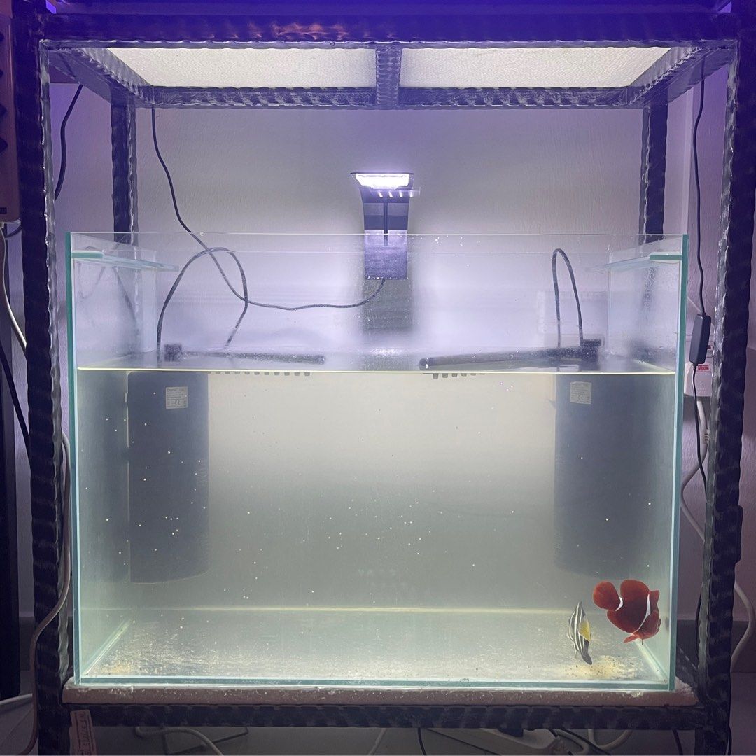 2ft fish tank, Pet Supplies, Homes & Other Pet Accessories on Carousell