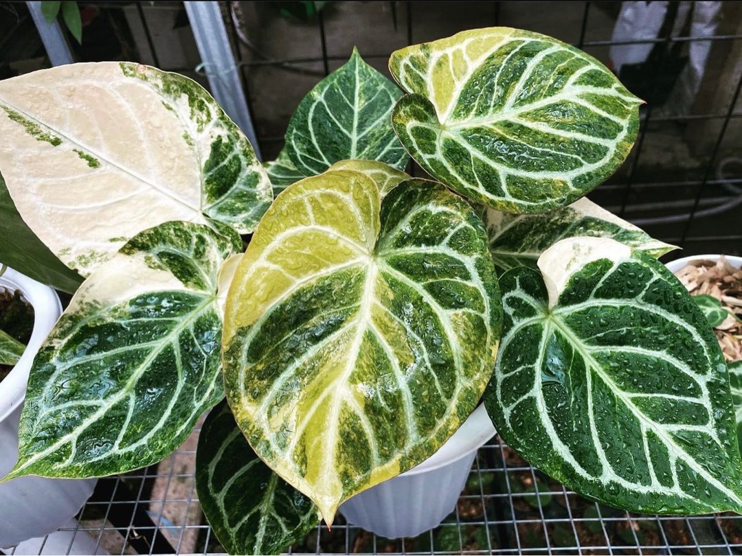 Anthurium Crystallinum Variegata variegated rare plant, Furniture ...