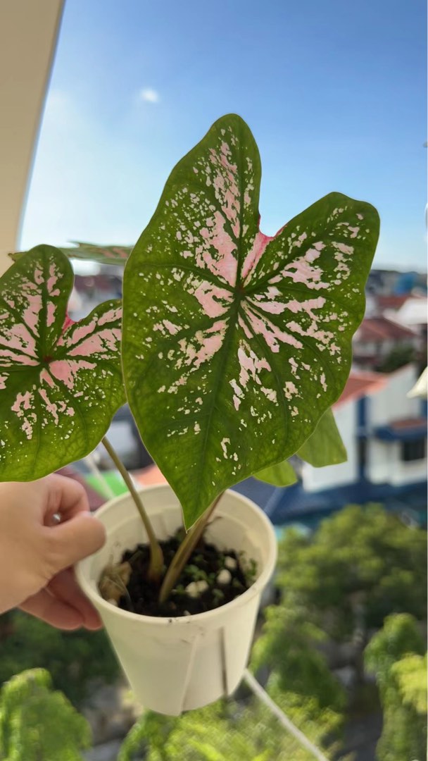 Caladium “Pink Splash”, Furniture & Home Living, Gardening, Plants ...