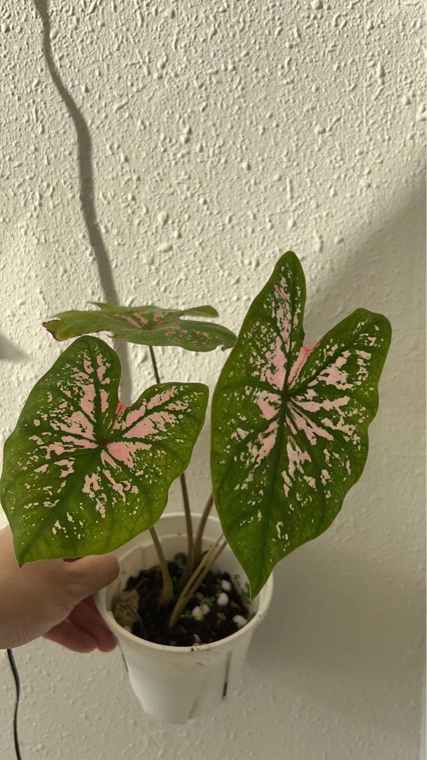 Caladium “Pink Splash”, Furniture & Home Living, Gardening, Plants ...