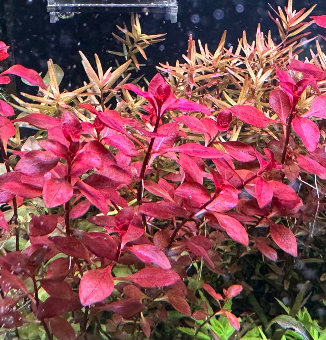 Ludwigia Super Red | Stem | Aquatic Plants, Furniture & Home Living ...