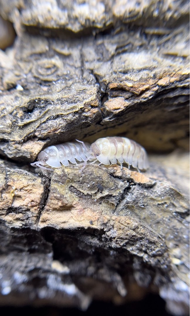 marbleized isopods feeder, Pet Supplies, Pet Food on Carousell