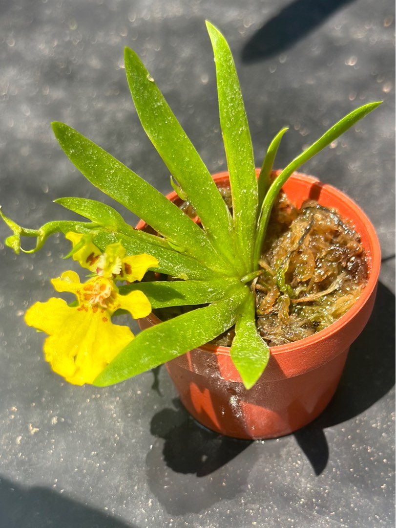 oncidium pusillum, Furniture & Home Living, Gardening, Plants & Seeds ...