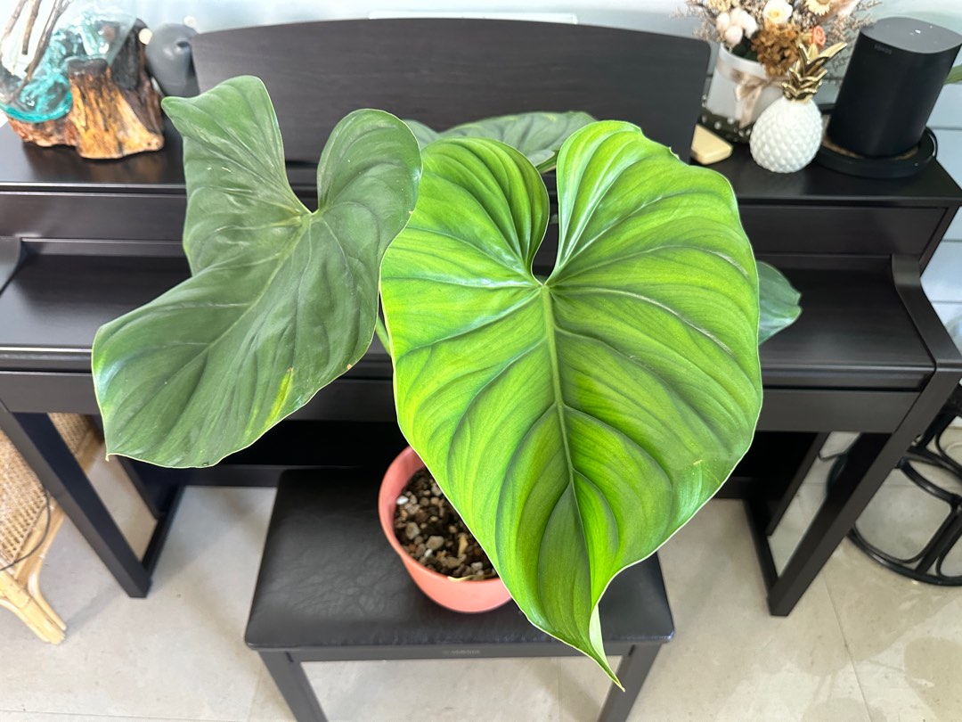 Philodendron SP Colombia, Furniture & Home Living, Gardening, Plants ...
