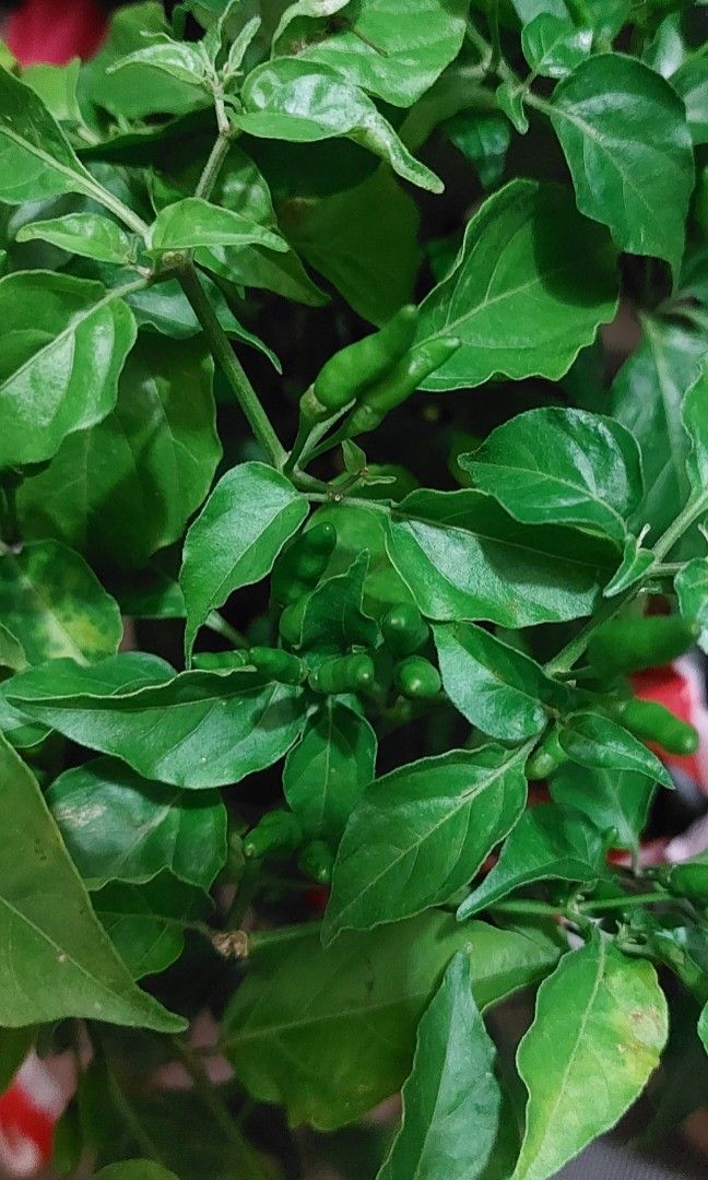 Siling labuyo (live plant) on Carousell