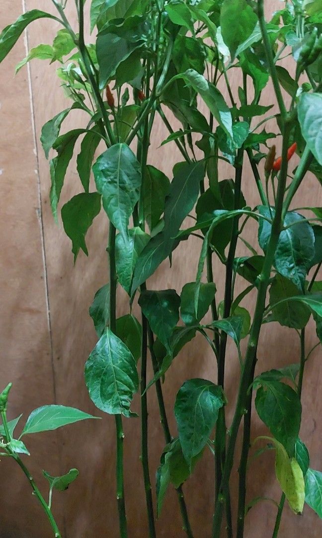 Siling labuyo (live plant) on Carousell