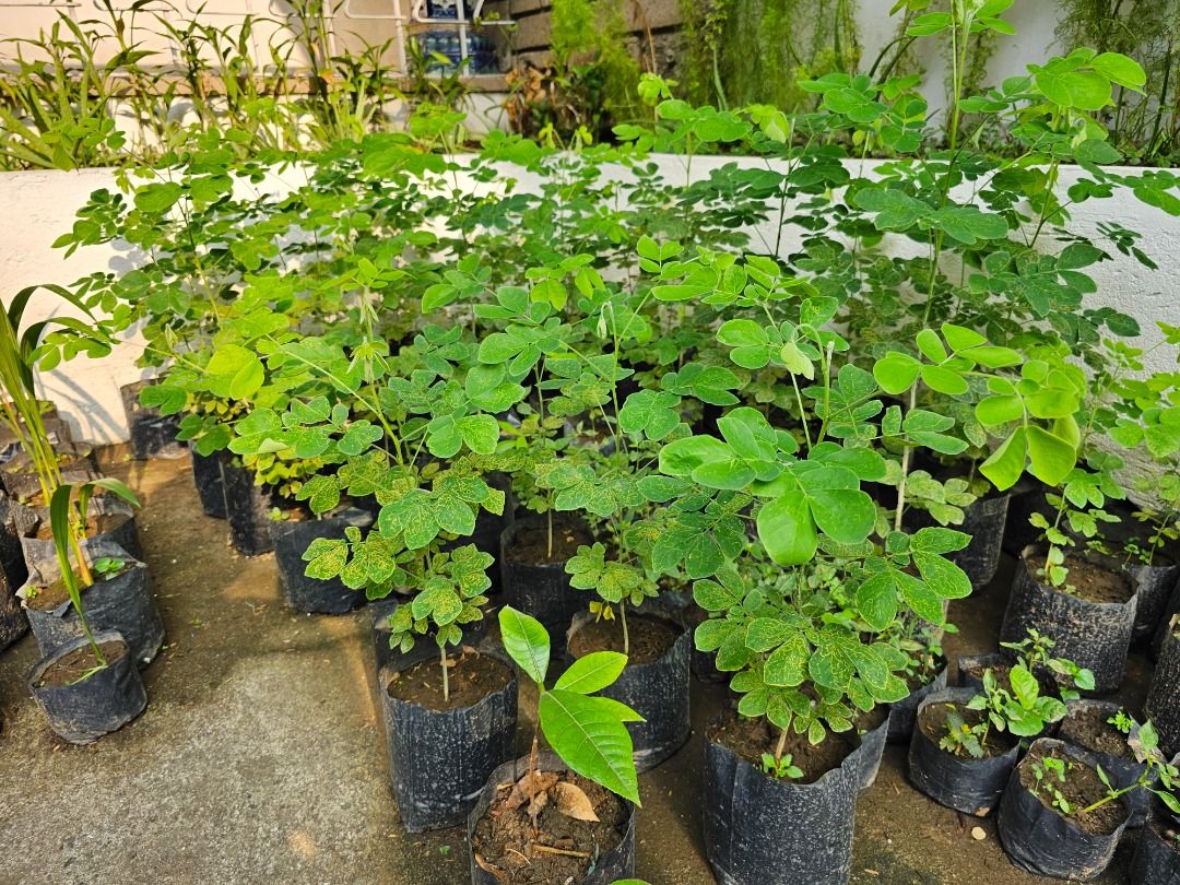 Acacia Tree Seedlings, Furniture & Home Living, Gardening, Plants ...