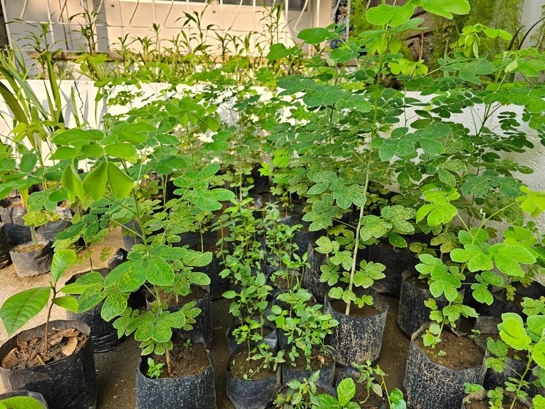 Acacia Tree Seedlings, Furniture & Home Living, Gardening, Plants ...