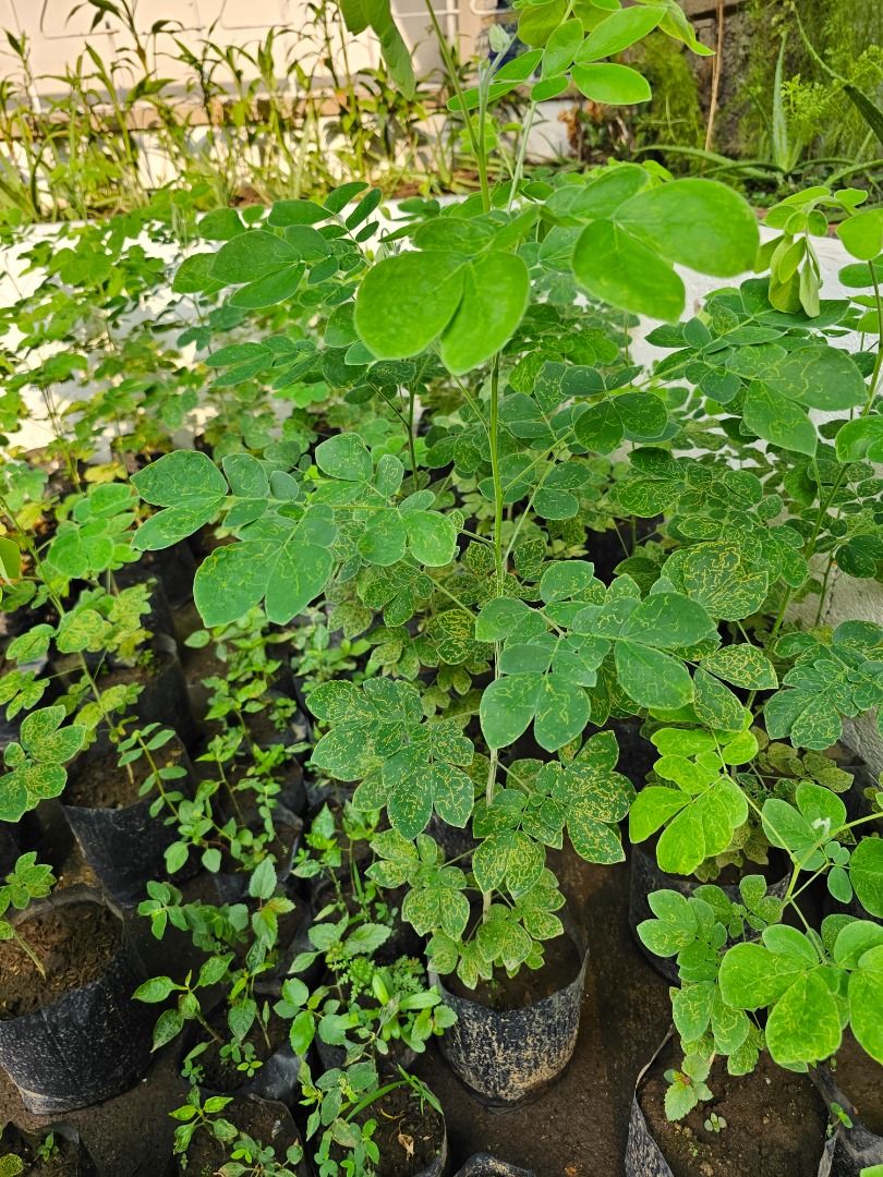 Acacia Tree Seedlings, Furniture & Home Living, Gardening, Plants ...