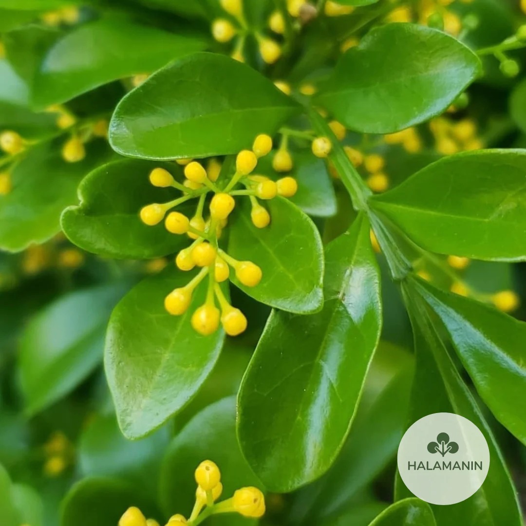 Aglaia Odorata / Chinese Perfume, Furniture & Home Living, Gardening ...