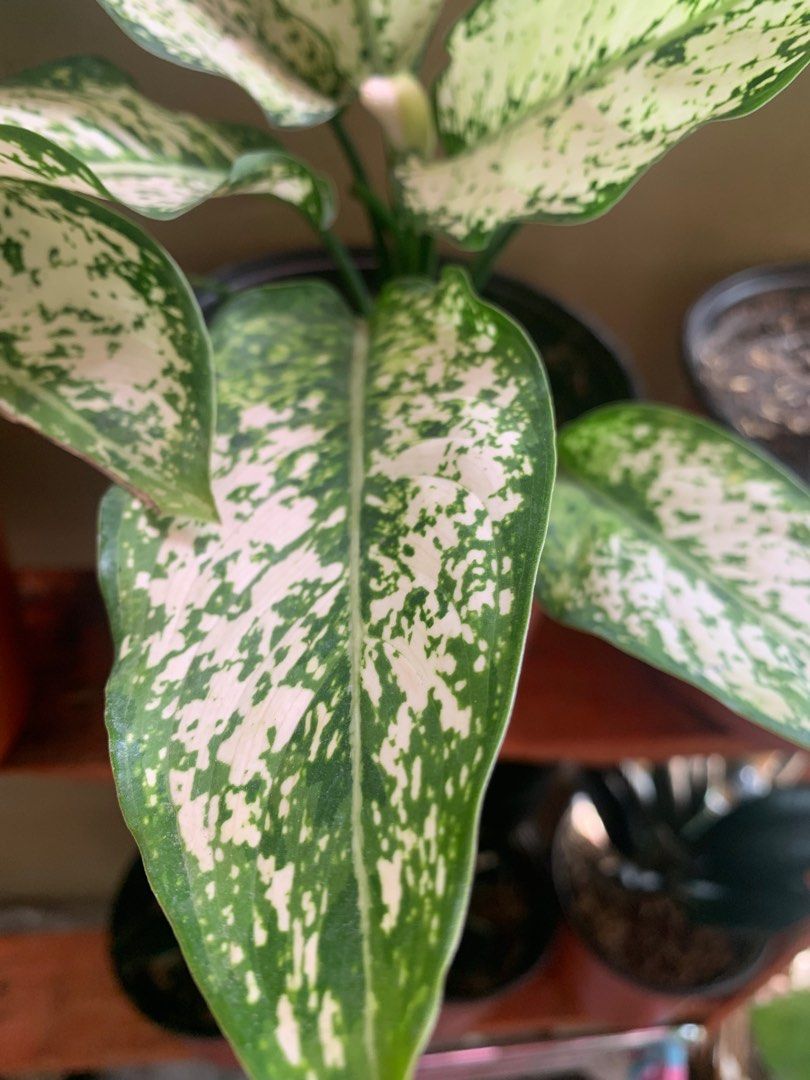 Aglaonema Snow White, Furniture & Home Living, Gardening, Plants ...