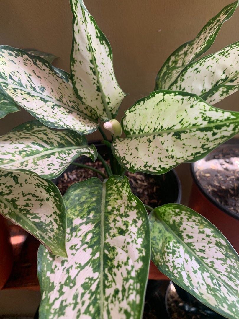 Aglaonema Snow White, Furniture & Home Living, Gardening, Plants ...