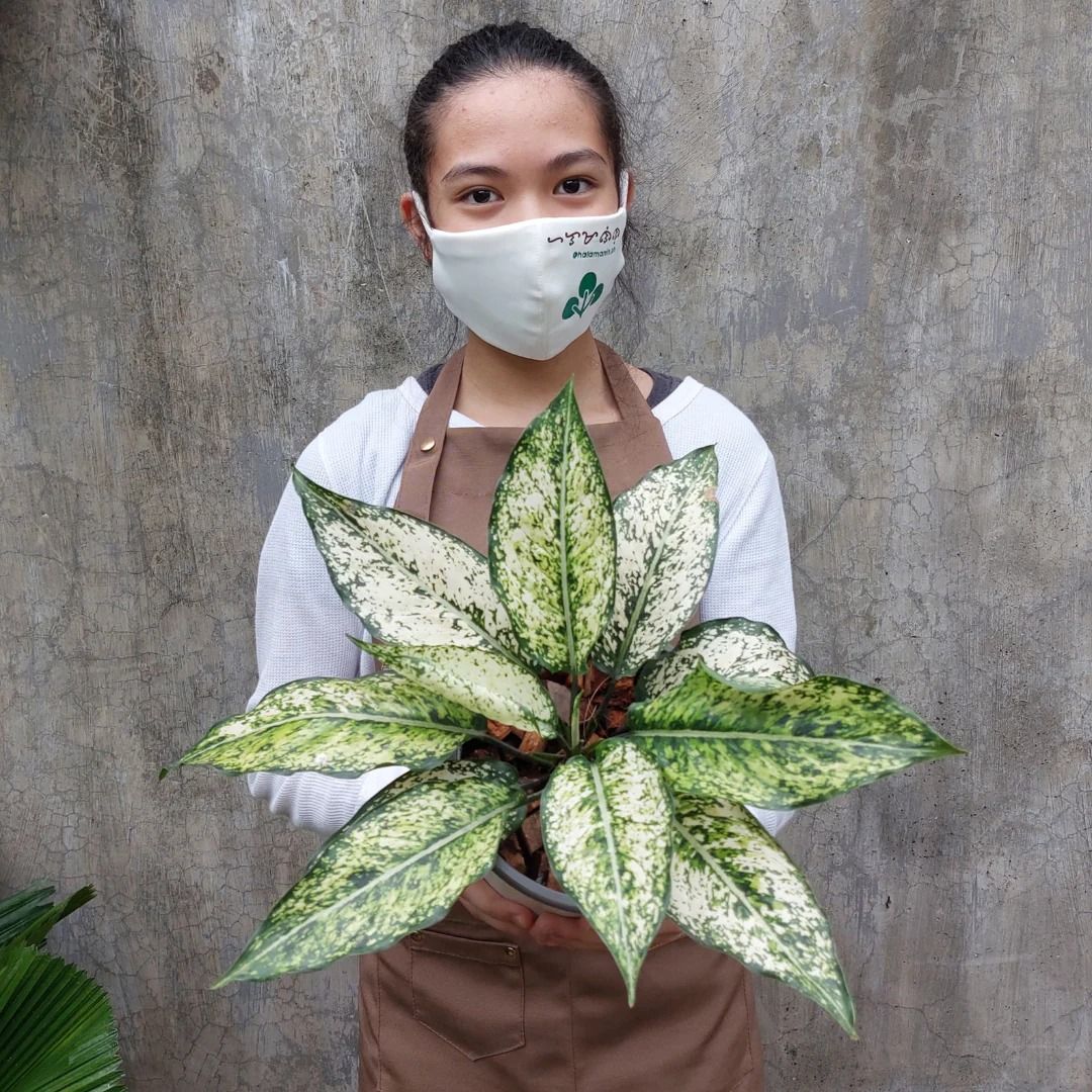 Aglaonema Snow White, Furniture & Home Living, Gardening, Plants ...