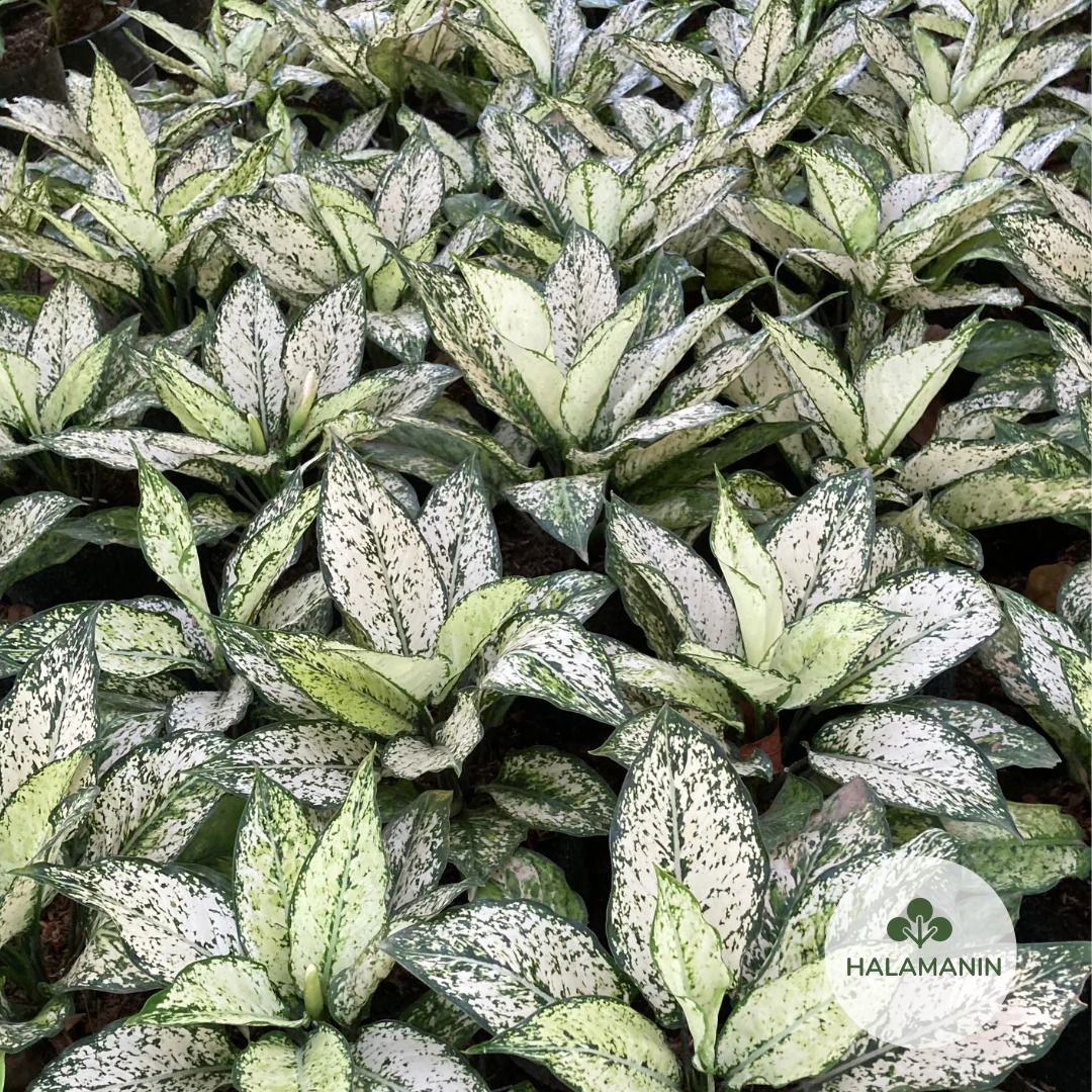 Aglaonema Snow White, Furniture & Home Living, Gardening, Plants ...