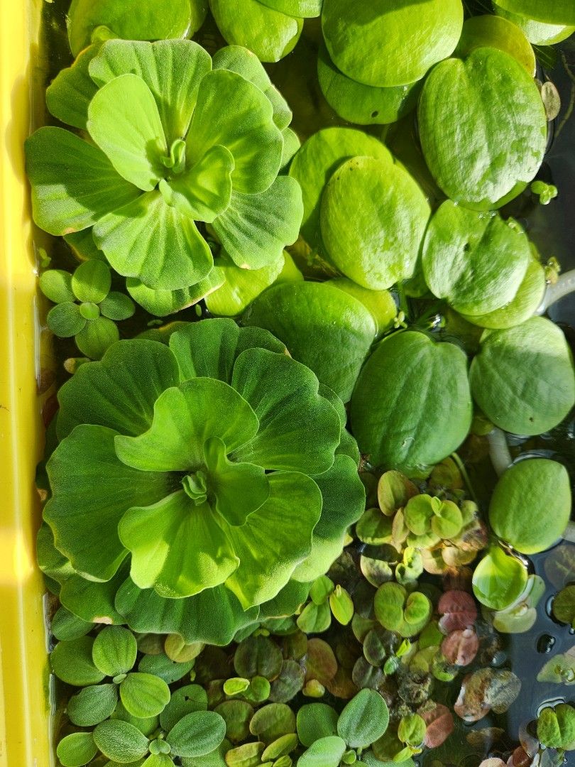 Aquatic floating plants, Furniture & Home Living, Gardening, Plants ...