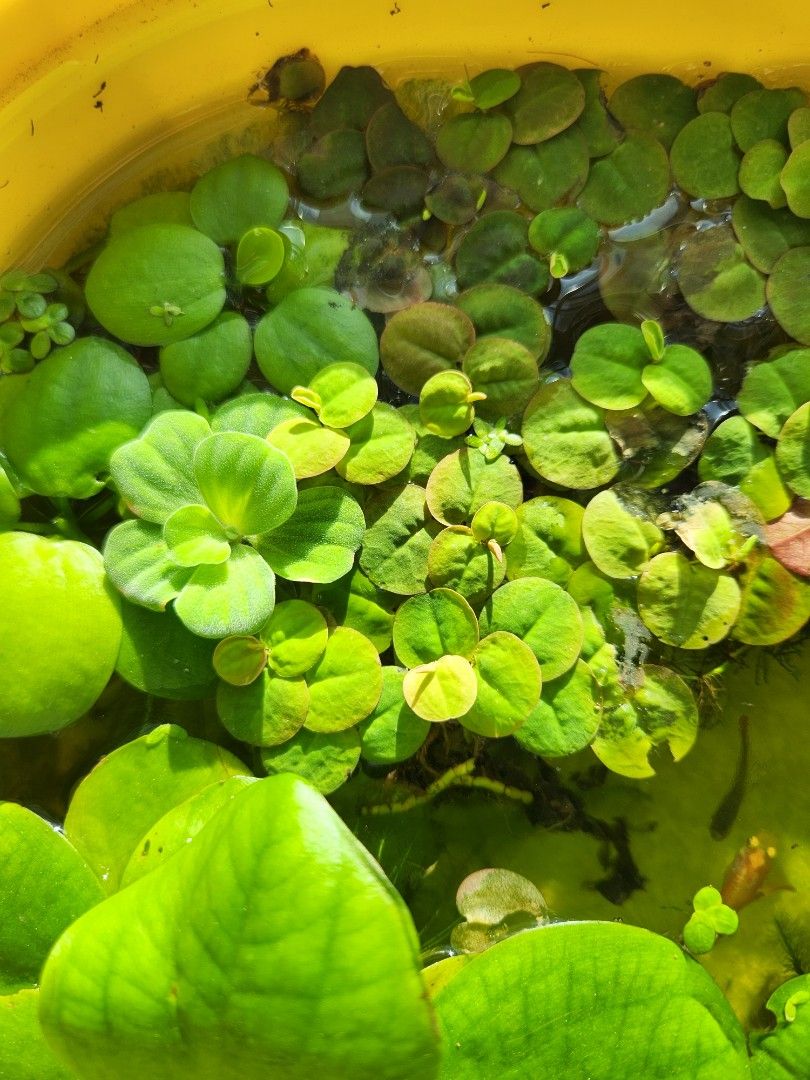 Aquatic floating plants, Furniture & Home Living, Gardening, Plants ...