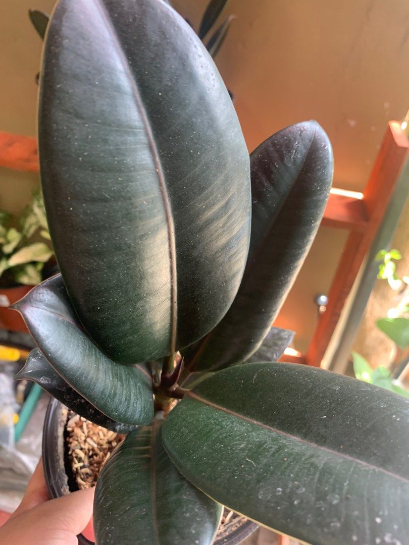 Black Prince Rubber Tree on Carousell