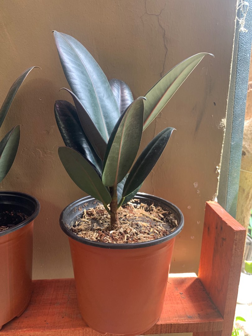Black Prince Rubber Tree on Carousell