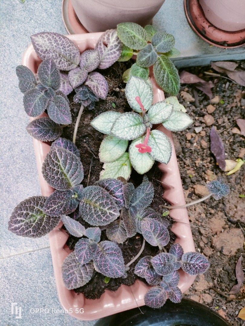 Episcia 4 varieties, Furniture & Home Living, Gardening, Plants & Seeds ...