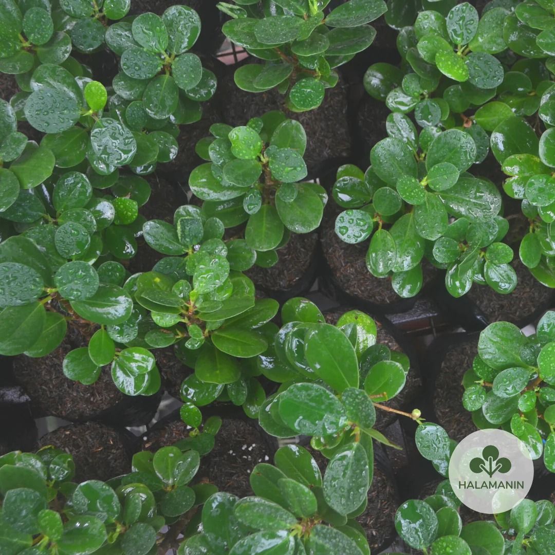 Ficus Nana on Carousell