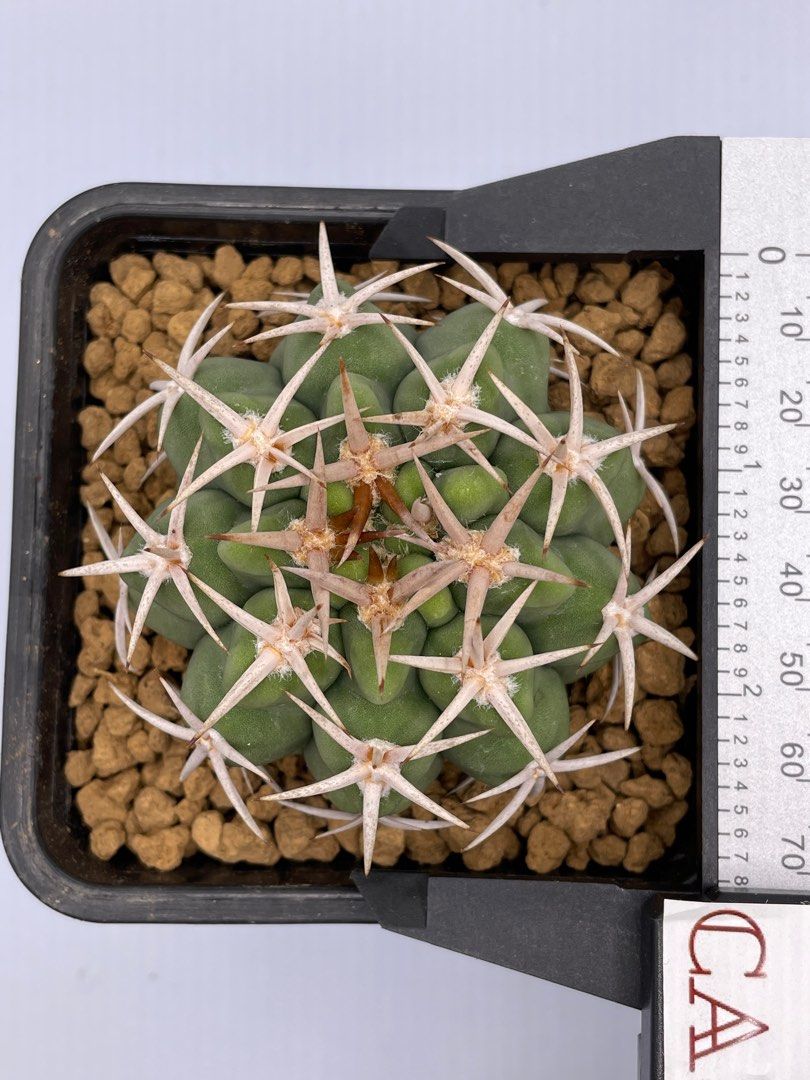 Gymnocalycium Ferox Cactus Succulent, Furniture & Home Living ...