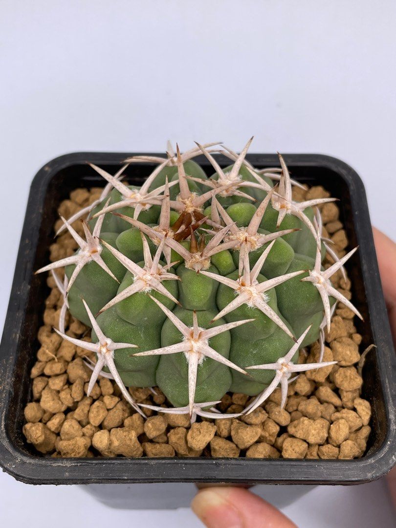 Gymnocalycium Ferox Cactus Succulent, Furniture & Home Living ...