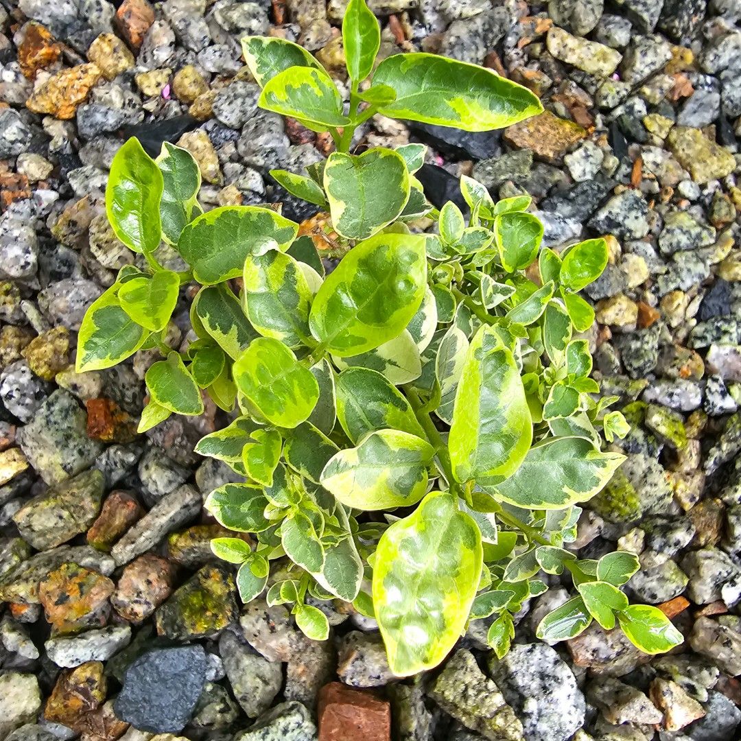 Premna Microphylla Variegated, Furniture & Home Living, Gardening ...