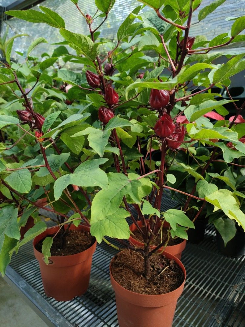 Roselle, Furniture & Home Living, Gardening, Plants & Seeds on Carousell