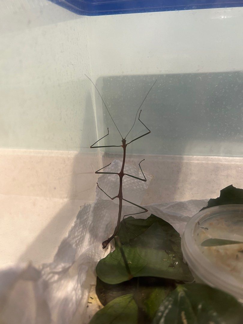 Stick insect enclosure, Pet Supplies, Homes & Other Pet Accessories on ...