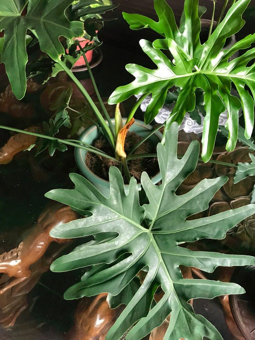 Thaumatophyllum bipinnatifidum Plant. FCgs350523a6, Furniture & Home ...