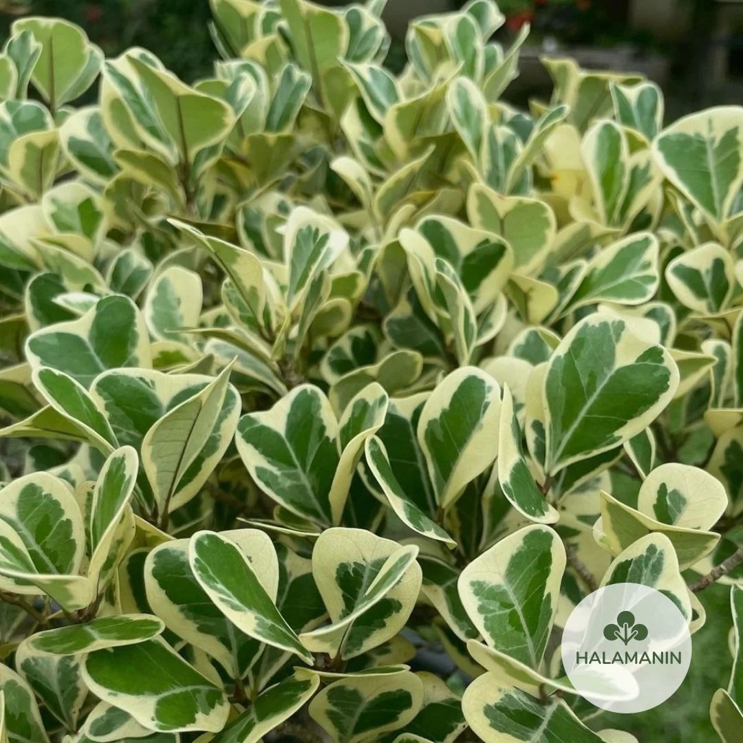 Variegated Ficus Triangularis, Furniture & Home Living, Gardening ...