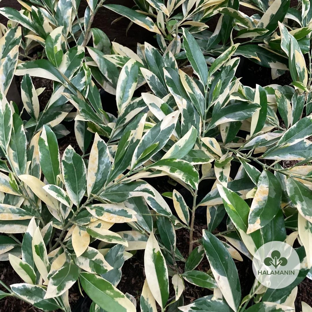 Variegated Suregada Multiflora (Matdo) on Carousell