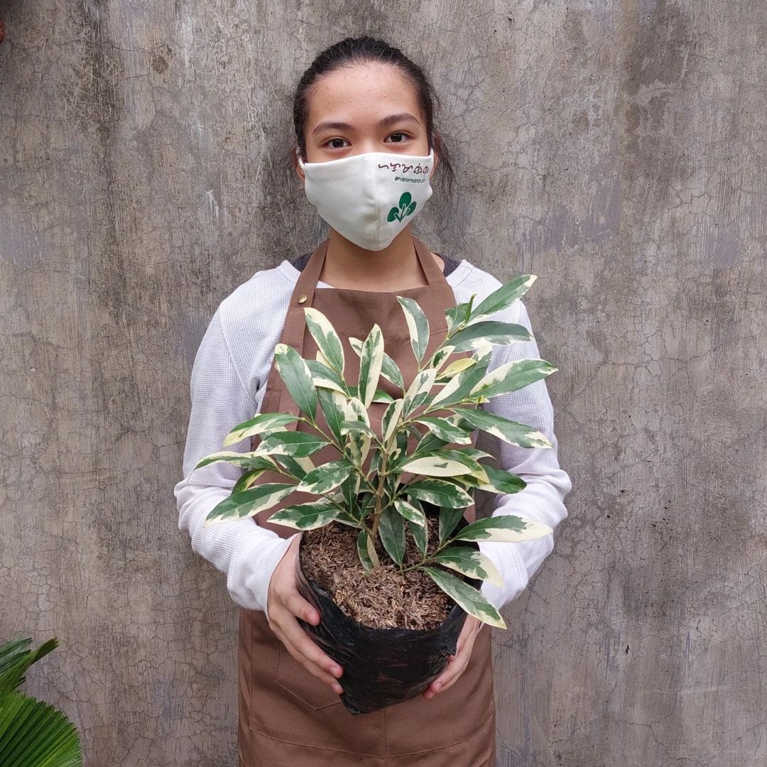 Variegated Suregada Multiflora (Matdo) on Carousell