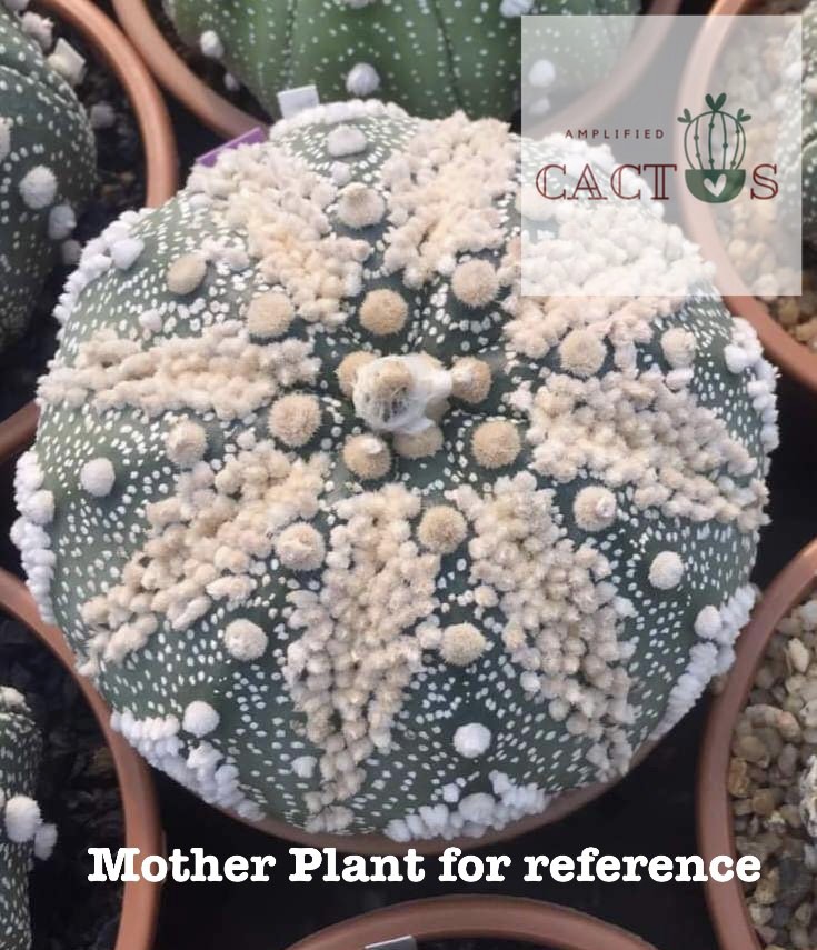 Astrophytum Asterias Miracle Hanazono Cactus Succulent, Furniture ...