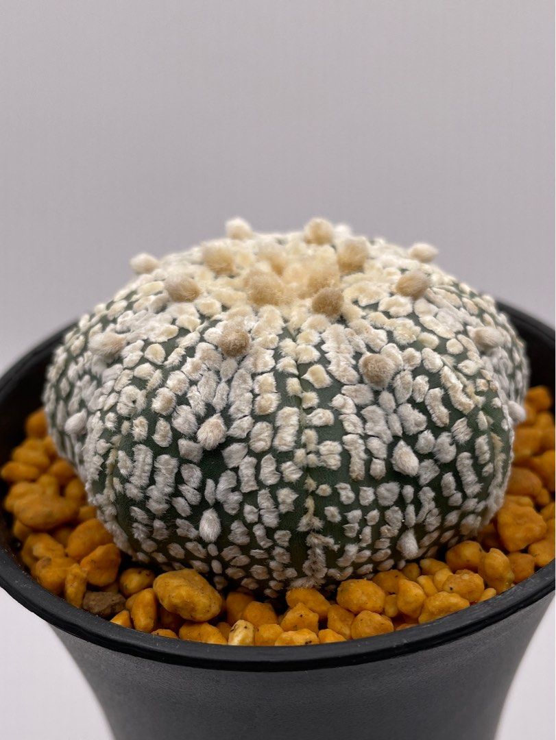 Astrophytum Asterias Miracle Hanazono Cactus Succulent, Furniture ...